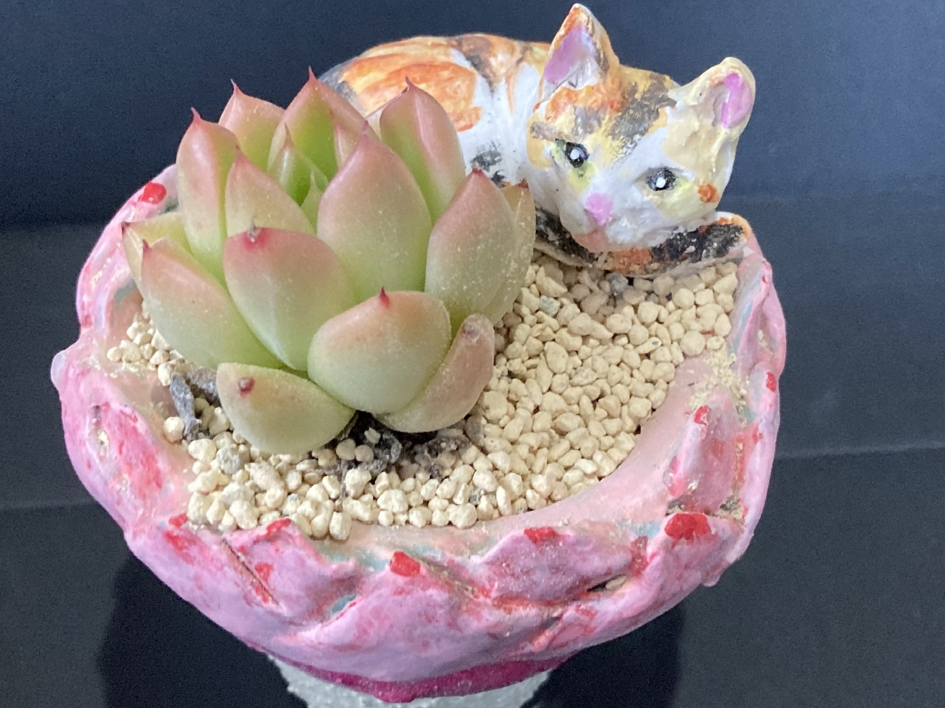 🐈 猫鉢完成 🐈: ナオクマのスローライフ